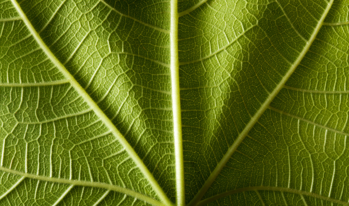 ¿Qué es el número áureo? | Superprof