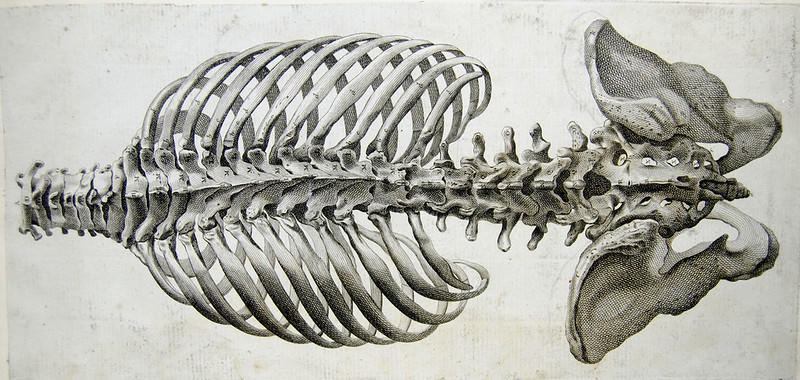 Las Aportaciones de Galeno a la Biología