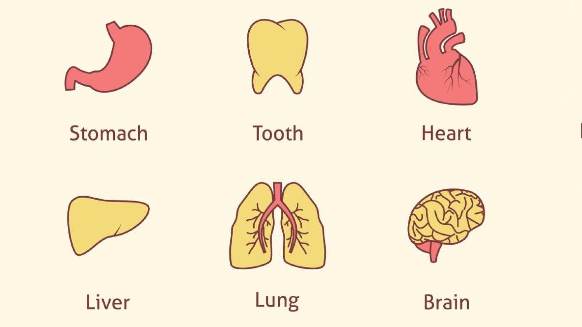 Las Partes Del Cuerpo Humano Y Sus Nombres En Ingl%c3%a9s - Infoupdate.org