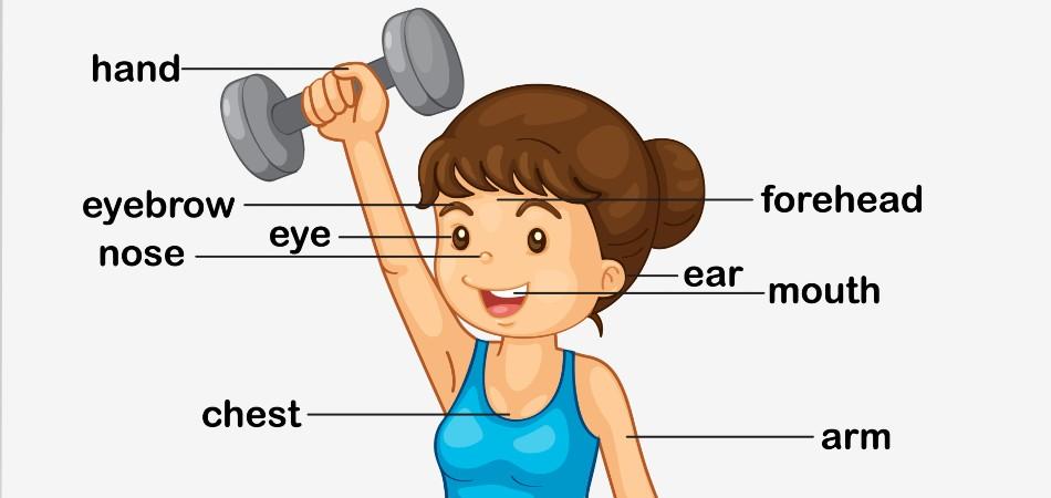 Vocabulario básico en inglés que debes conocer: el cuerpo humano