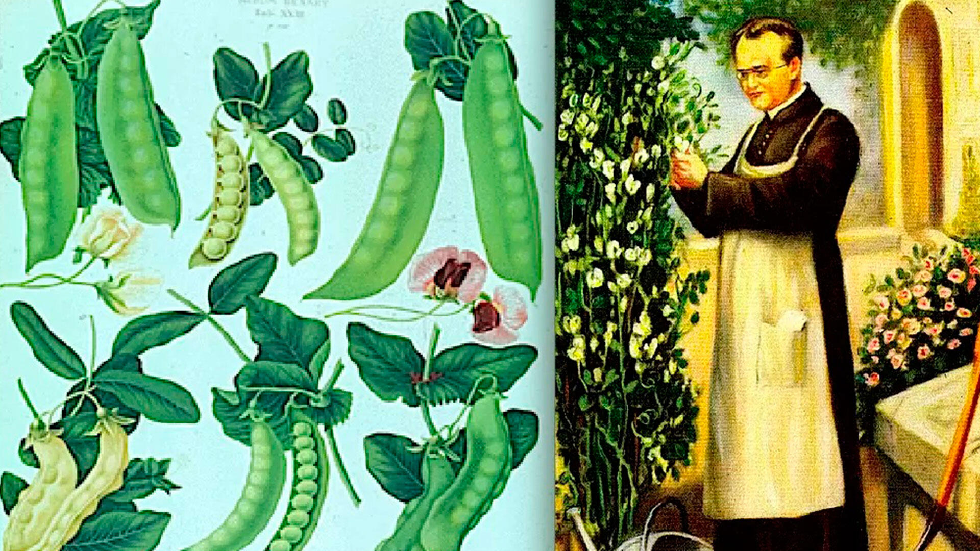 Las aportaciones de Gregor Mendel